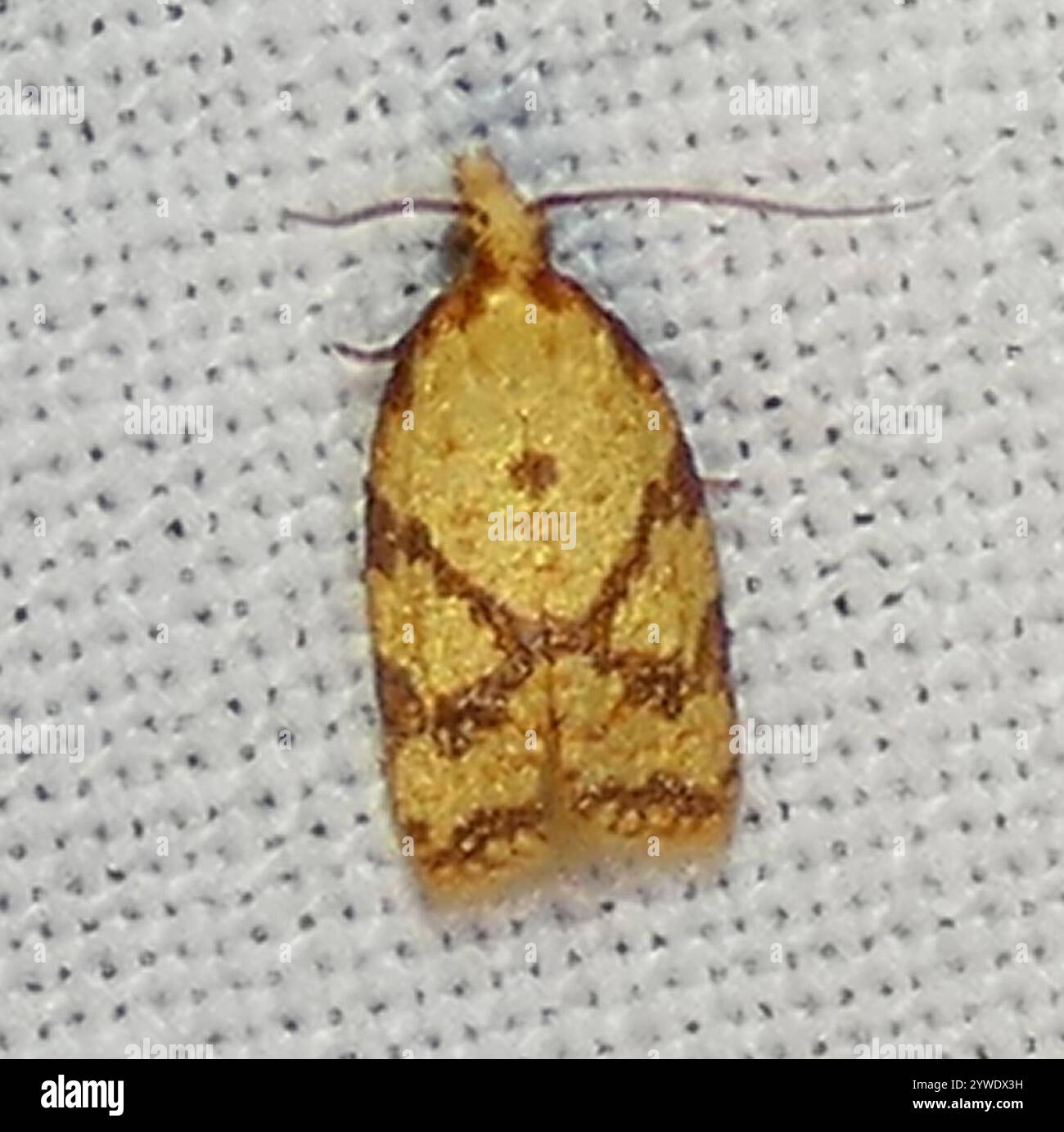Sparganothis Fruitworm Moth (Sparganothis sulfureana Stock Photo - Alamy