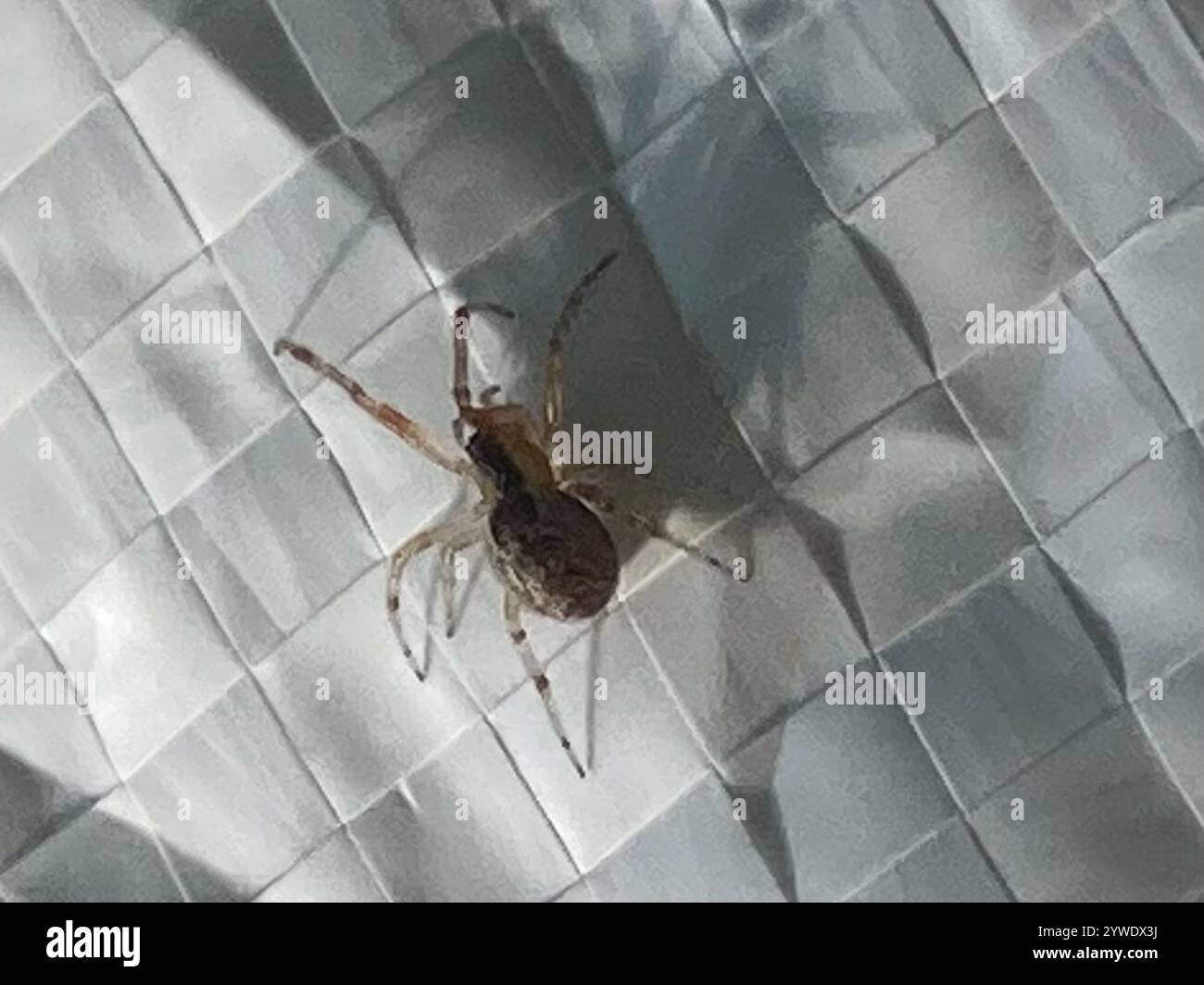 Banded Comb-Footed Spider (Anelosimus vittatus Stock Photo - Alamy