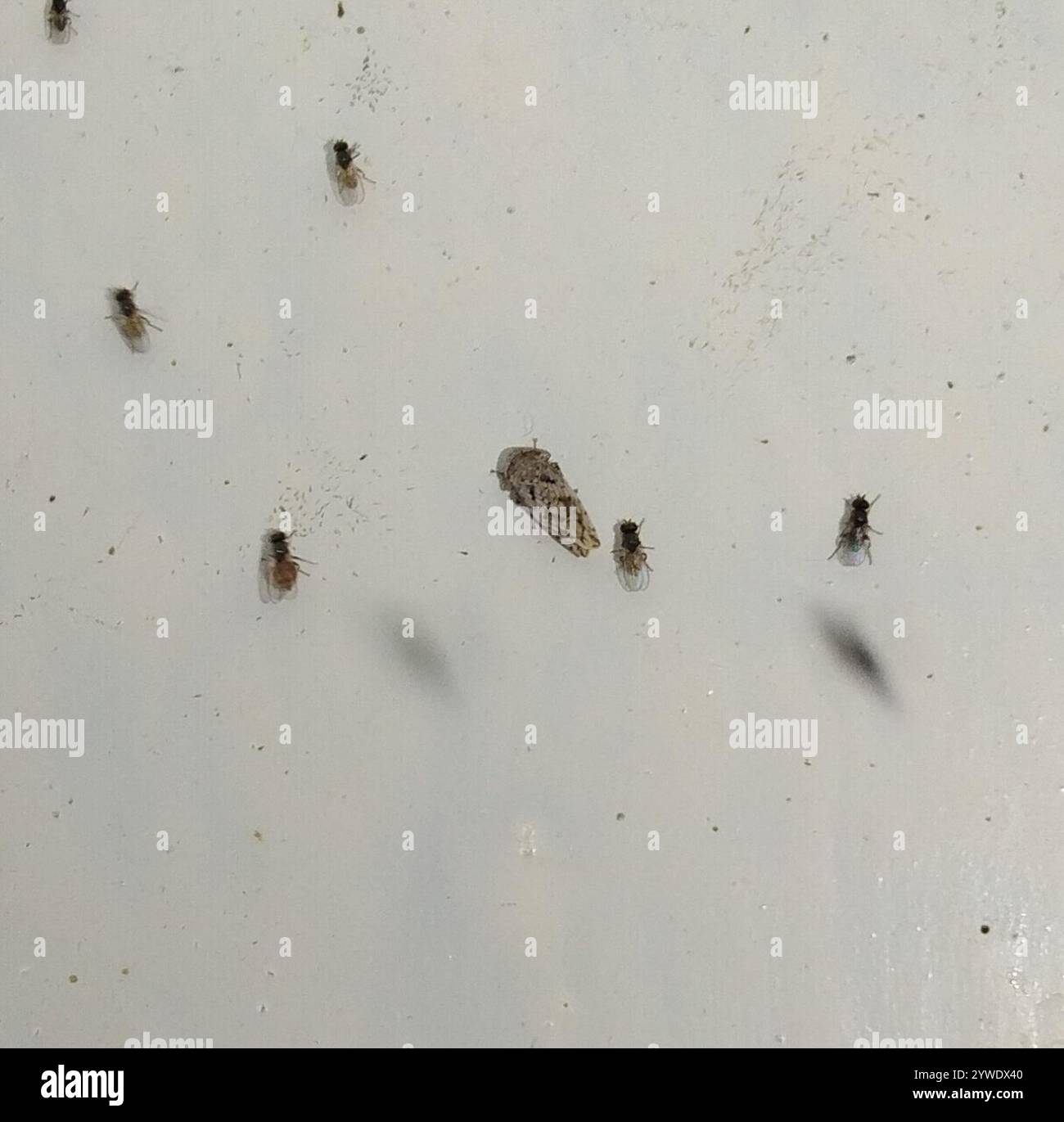 Phereoeca uterella hi-res stock photography and images - Alamy