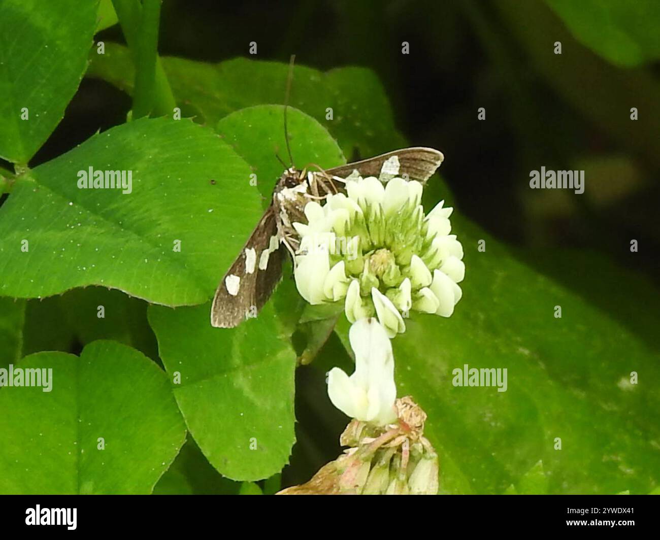Grape Leaffolder Moth (Desmia funeralis Stock Photo - Alamy