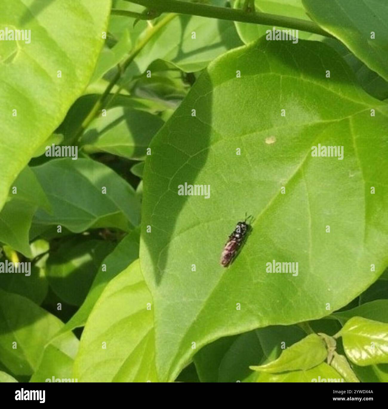 Black Soldier Fly (Hermetia illucens Stock Photo - Alamy