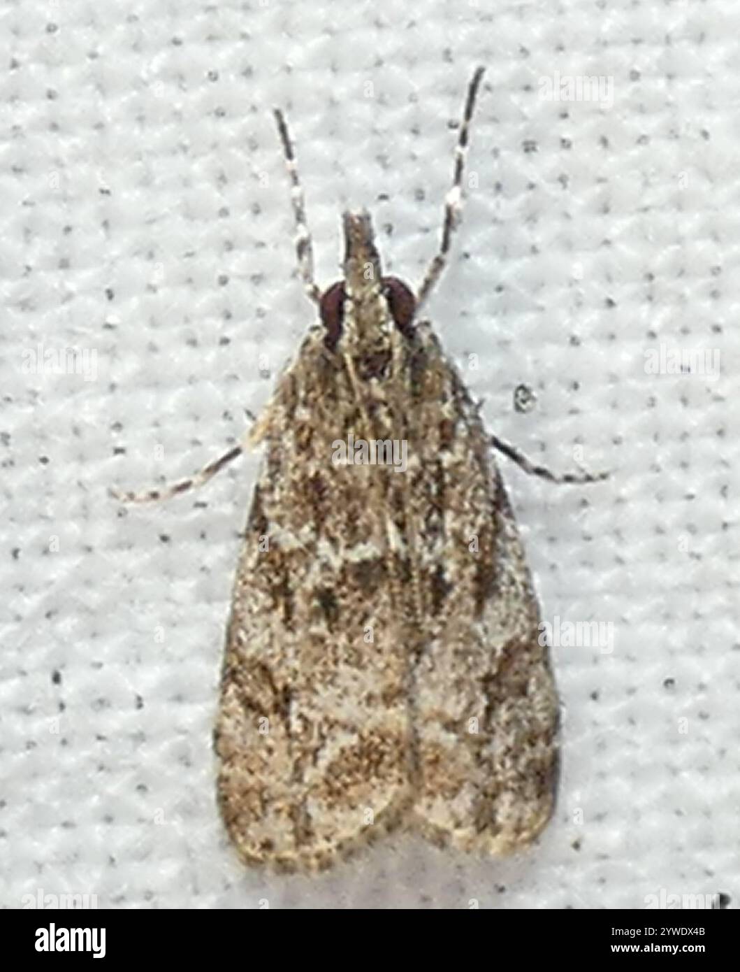 McDunnough's Eudonia (Eudonia heterosalis Stock Photo - Alamy