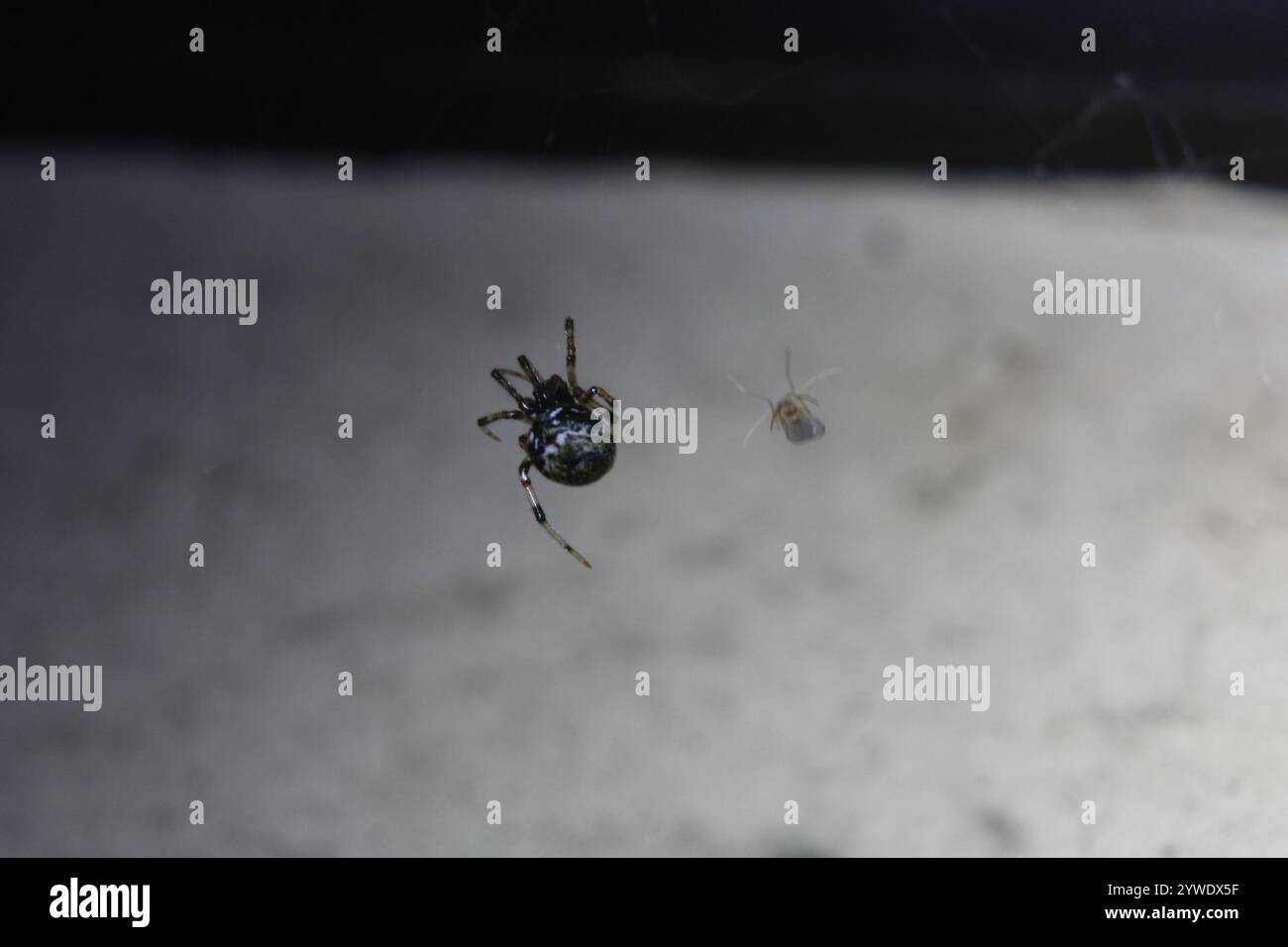Common House Spider (Parasteatoda tepidariorum Stock Photo - Alamy