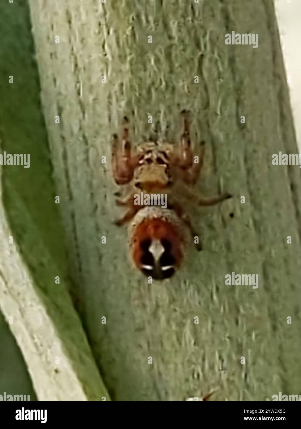 Johnson's Jumping Spider (Phidippus johnsoni Stock Photo - Alamy