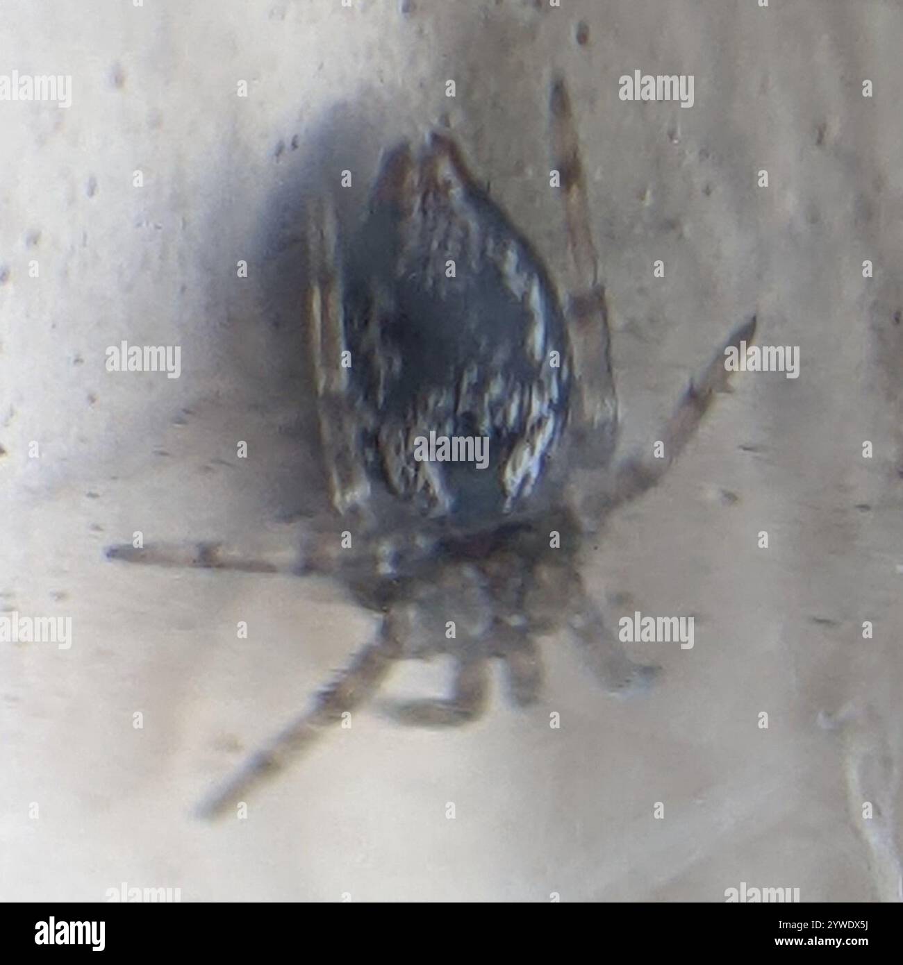 Wall Spiders (Oecobius Stock Photo - Alamy