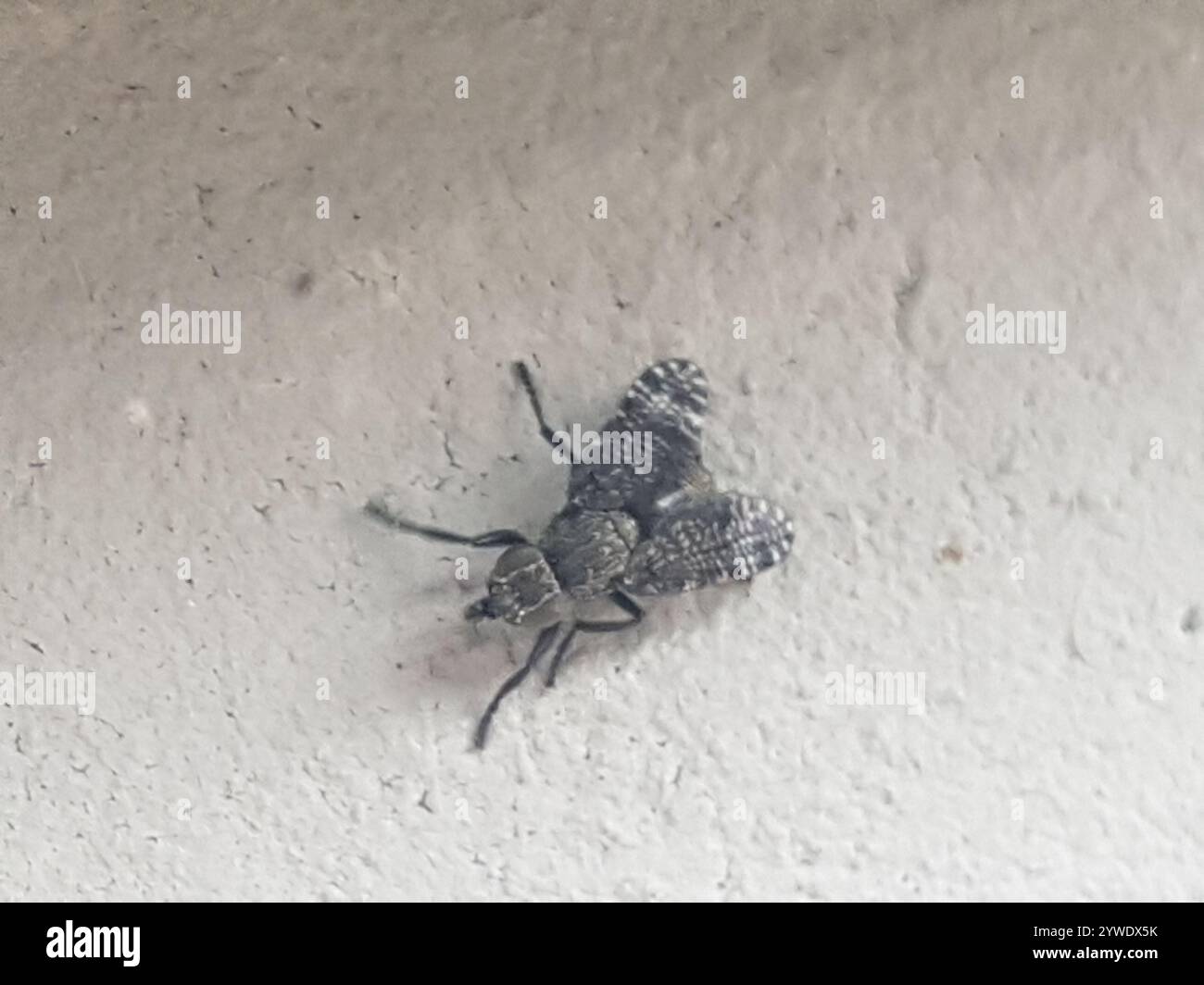 Dancing Kiss Fly (Platystoma seminationis Stock Photo - Alamy