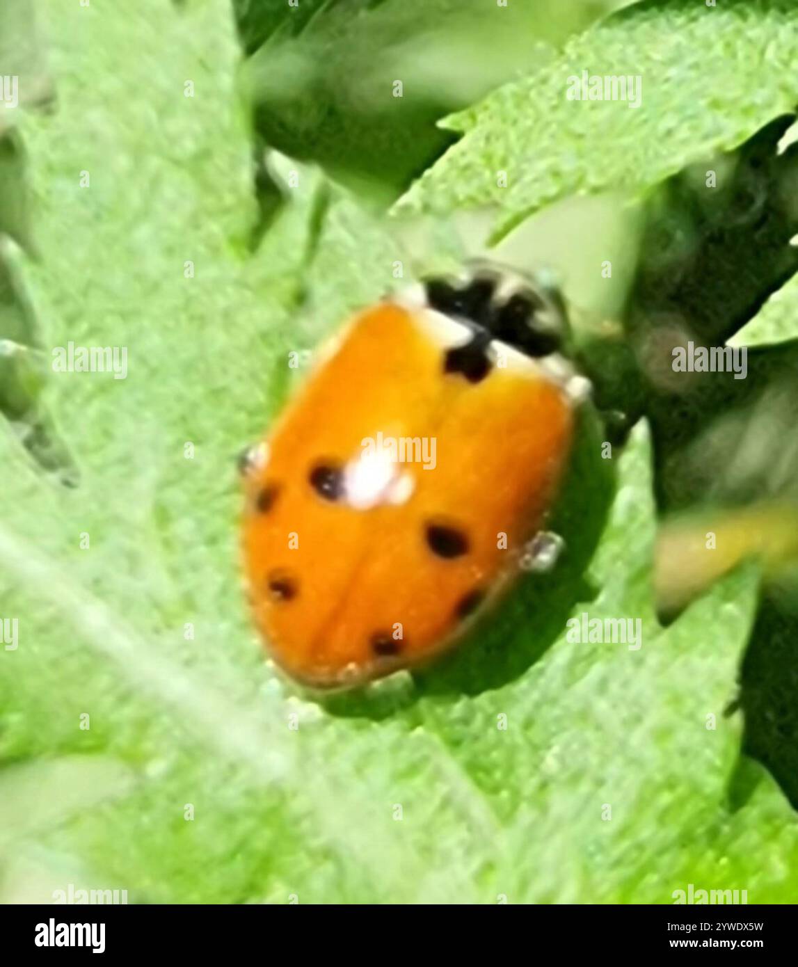 Variegated Lady Beetle (Hippodamia variegata Stock Photo - Alamy