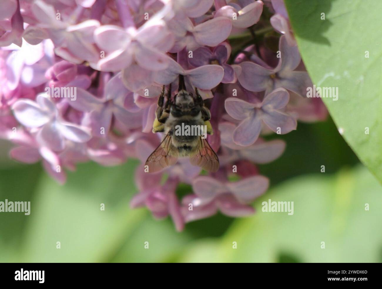 Pacific Digger Bee (Anthophora pacifica Stock Photo - Alamy