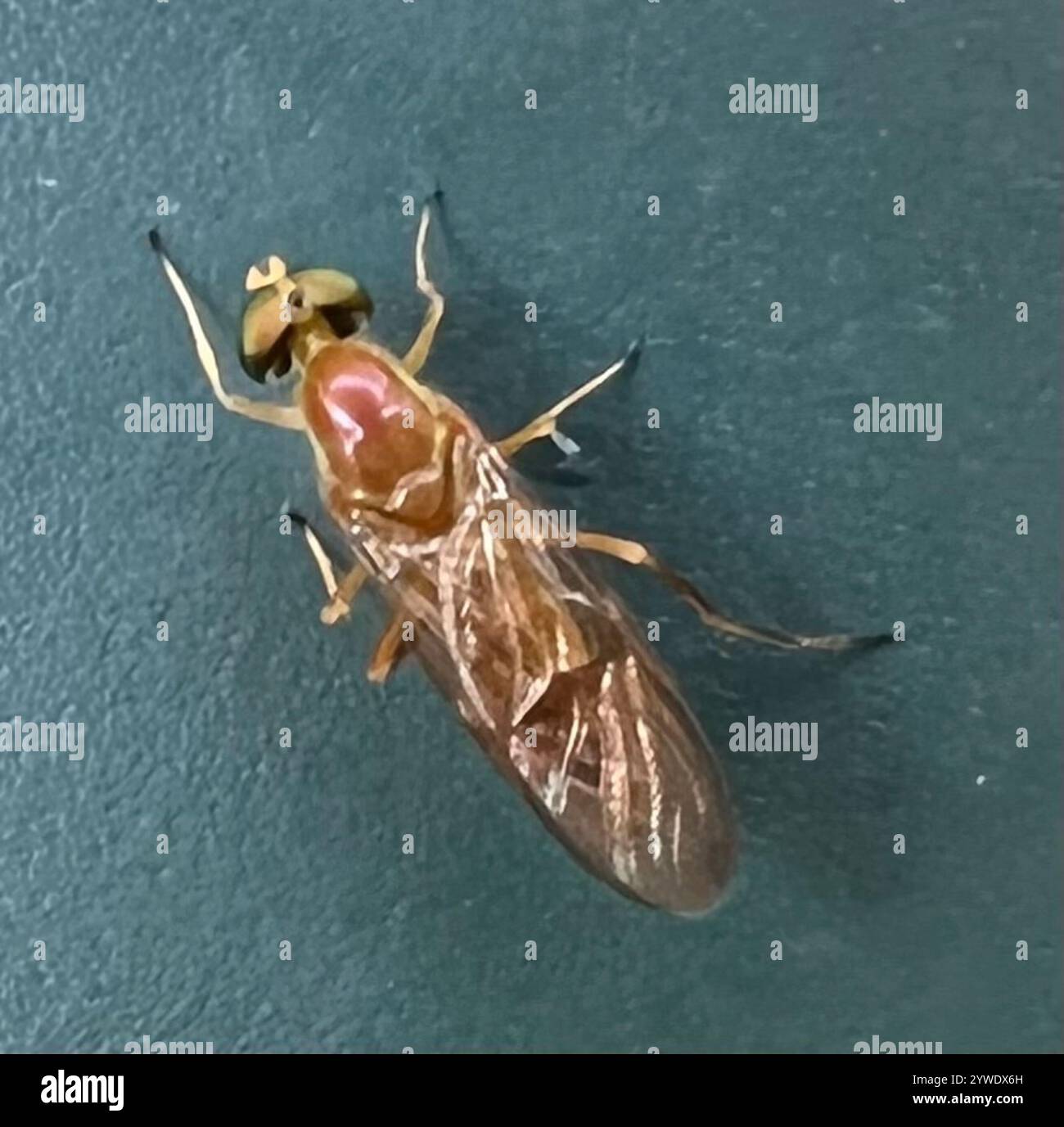 Compost Fly (Ptecticus trivittatus Stock Photo - Alamy