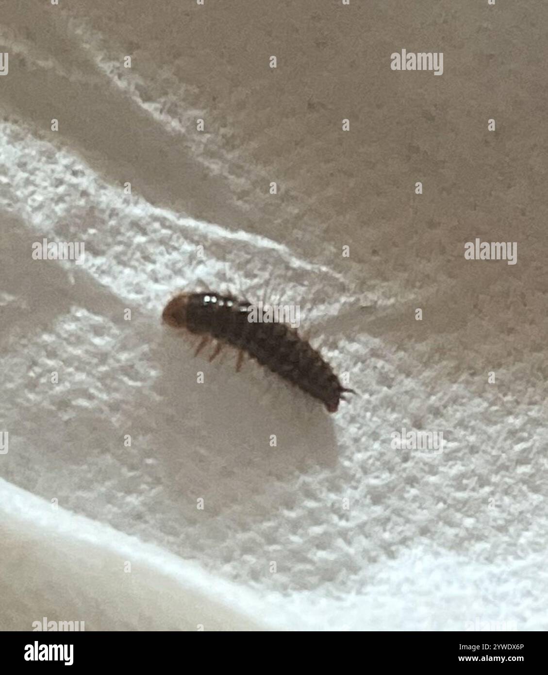 Skin Beetles (Dermestidae Stock Photo - Alamy