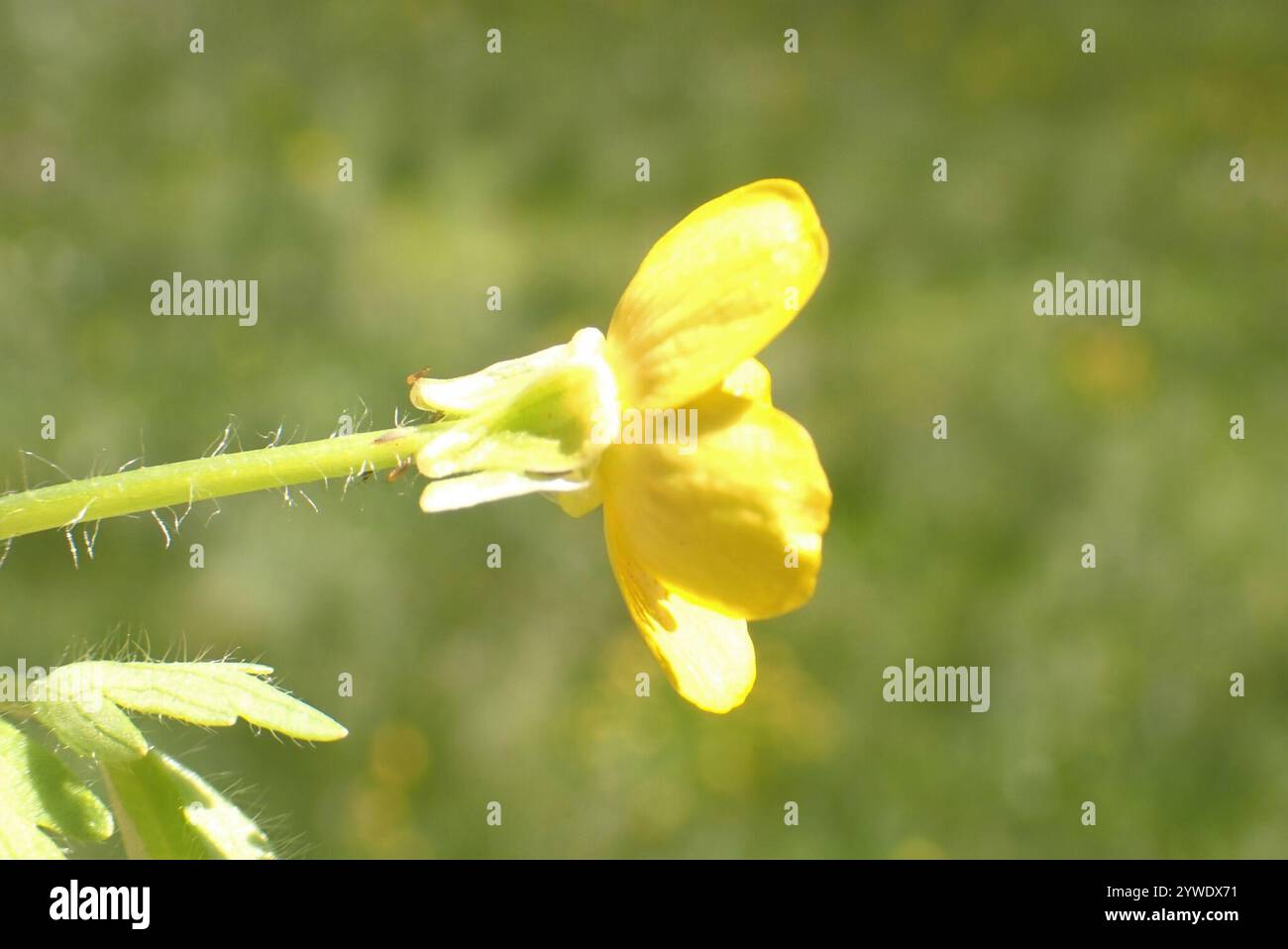 Western Buttercup (Ranunculus occidentalis Stock Photo - Alamy