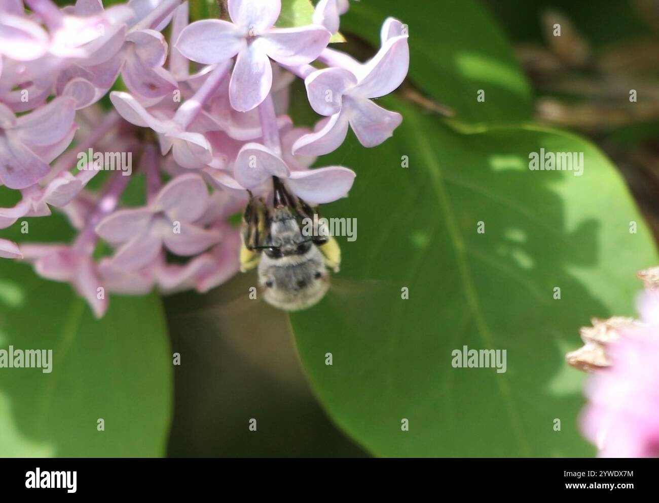 Pacific Digger Bee (Anthophora pacifica Stock Photo - Alamy