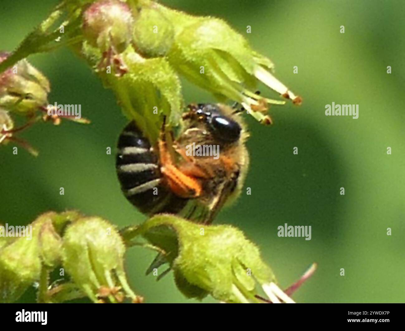 Alumroot Cellophane Bee (Colletes aestivalis Stock Photo - Alamy