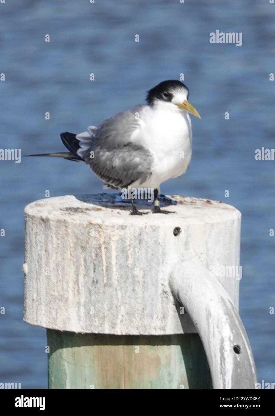 Great Crested Tern (Thalasseus bergii Stock Photo - Alamy