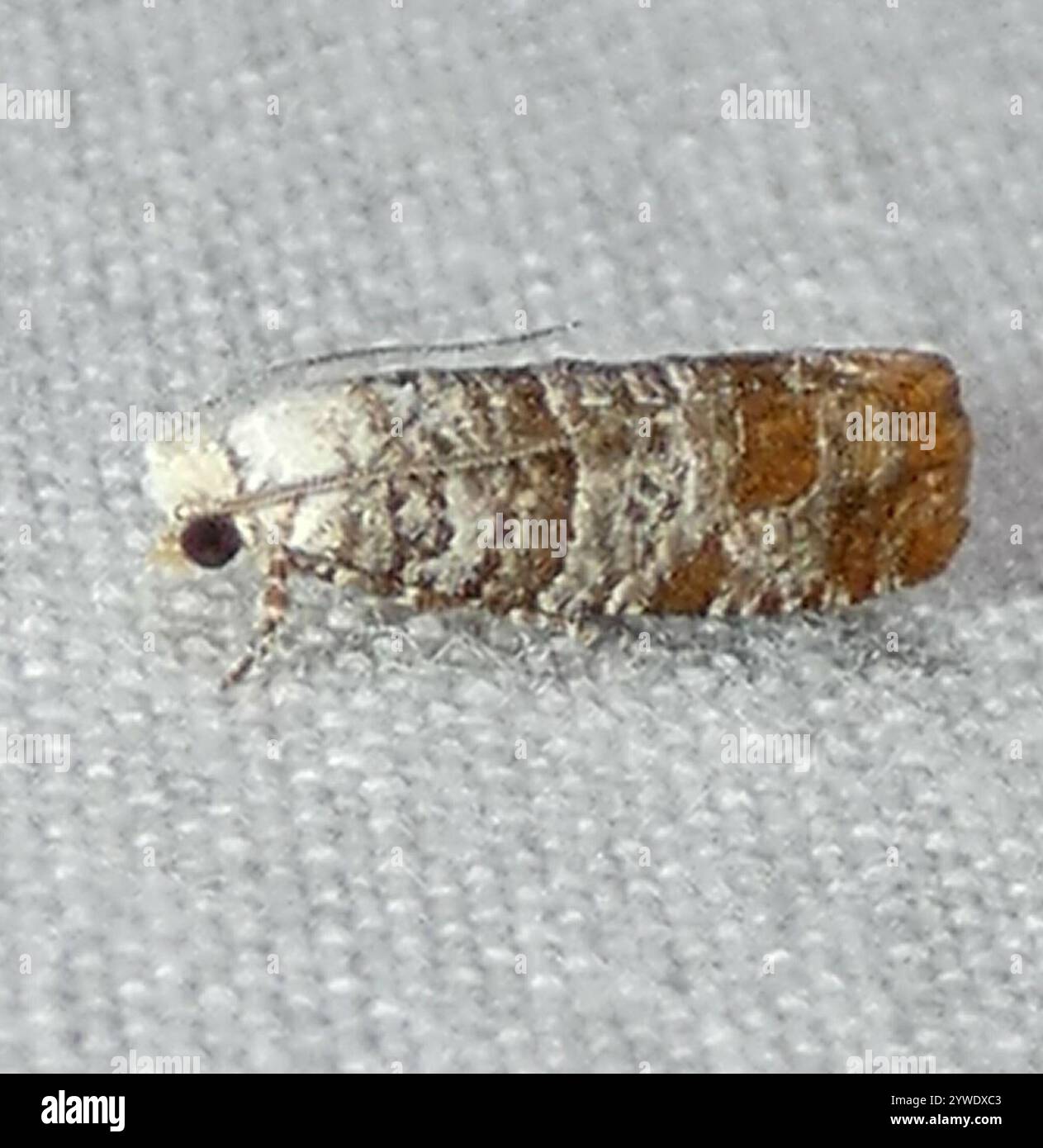 Pitch Twig Moth (Retinia comstockiana Stock Photo - Alamy