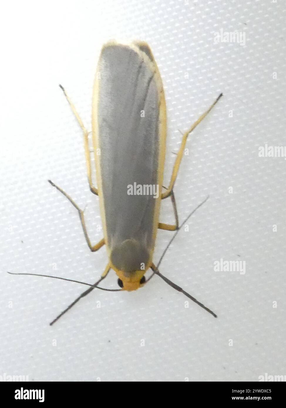 Common Footman (Eilema lurideola Stock Photo - Alamy