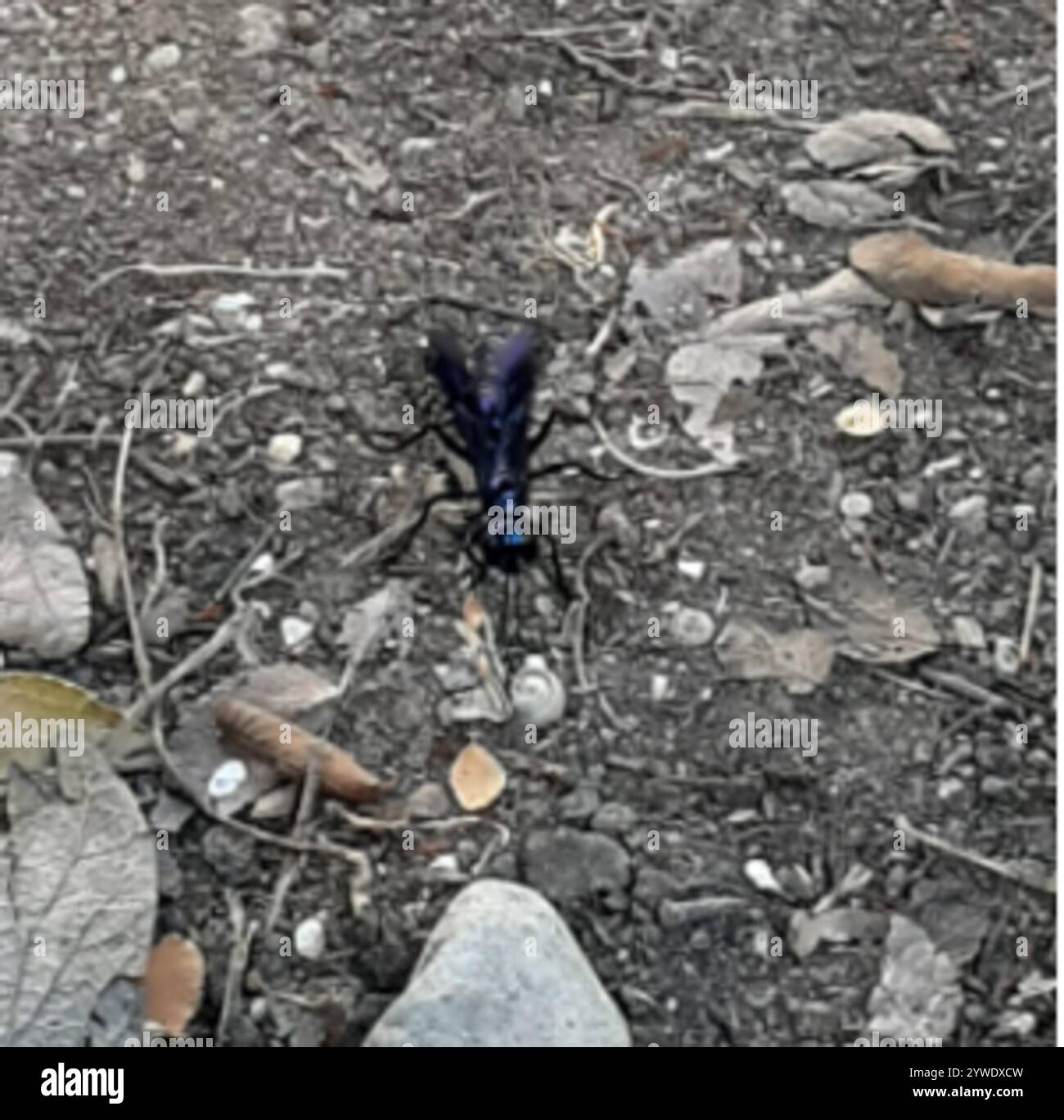 Steel-blue Cricket-hunter Wasp (Chlorion aerarium Stock Photo - Alamy