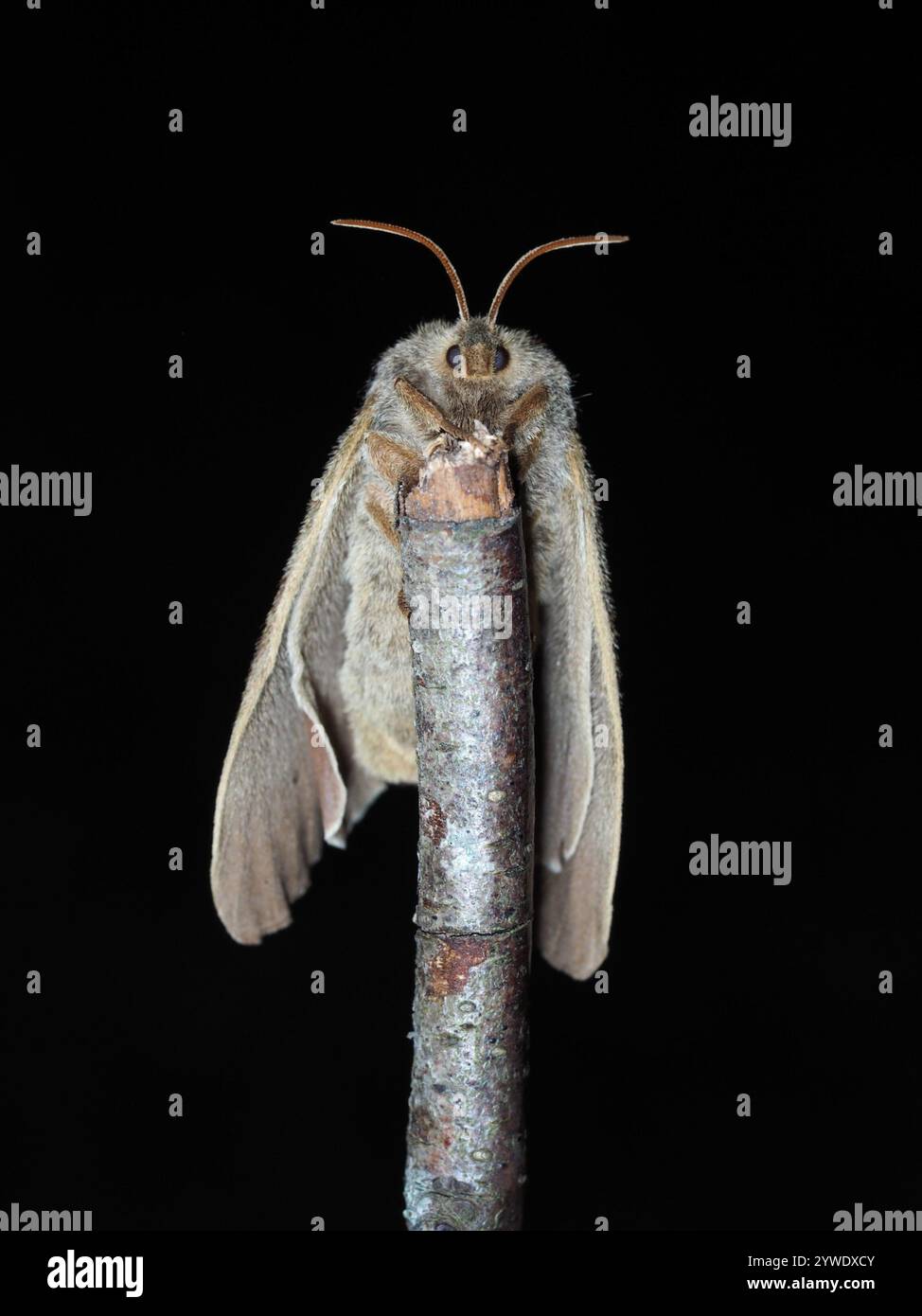 Fox Moth (Macrothylacia rubi Stock Photo - Alamy