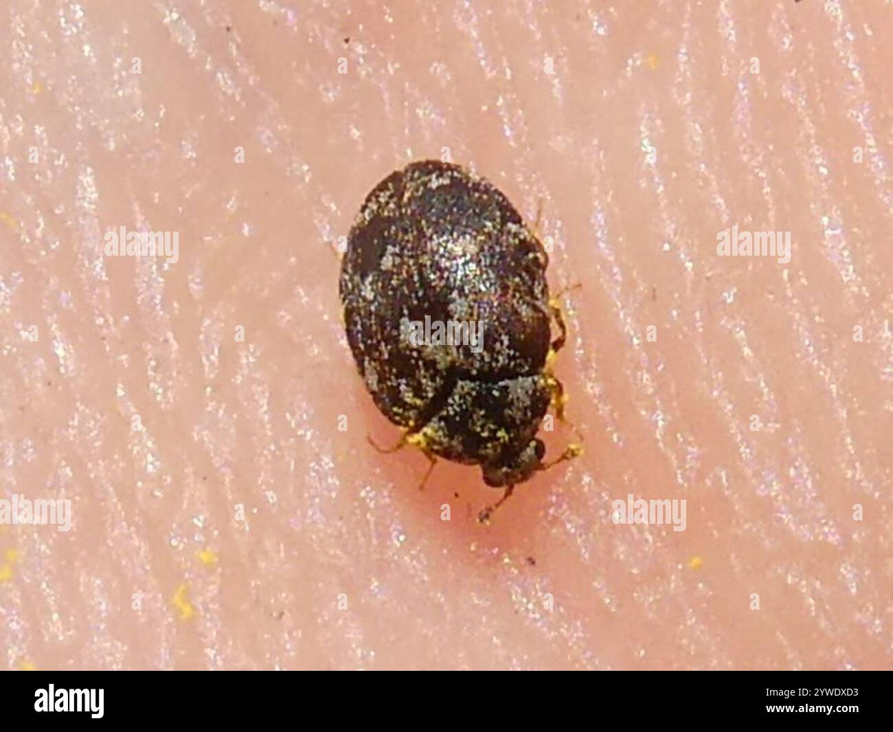Skin Beetles (Dermestidae Stock Photo - Alamy