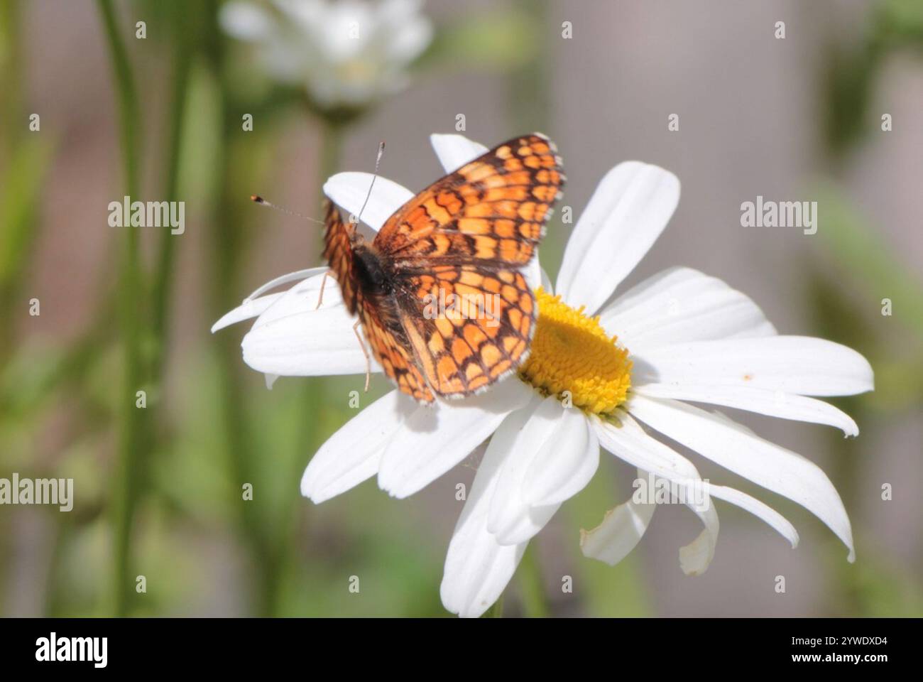 Northern Checkerspot (Chlosyne palla Stock Photo - Alamy