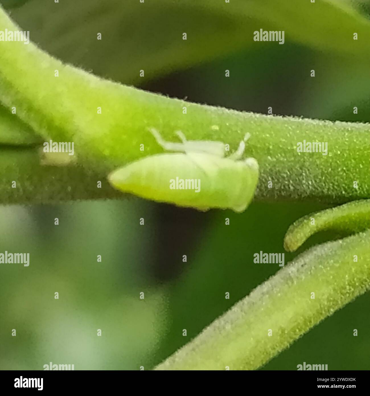 Typical Leafhoppers (Cicadellidae Stock Photo - Alamy