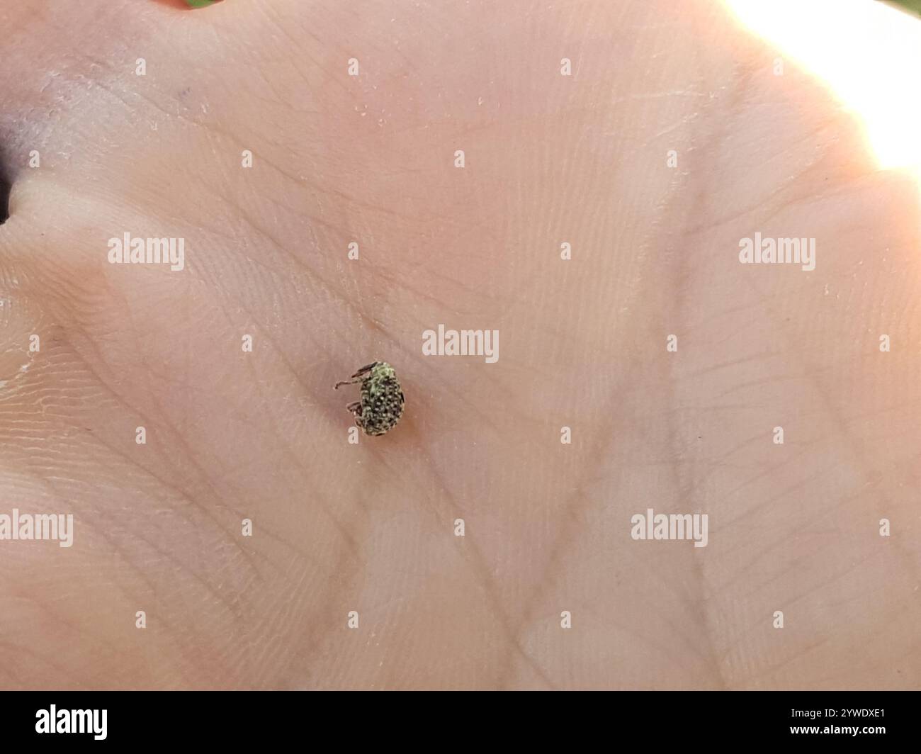 Figwort weevil hi-res stock photography and images - Alamy