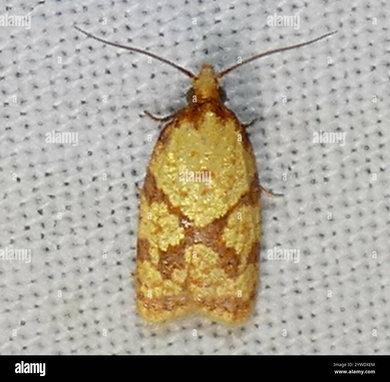 Sparganothis Fruitworm Moth (Sparganothis sulfureana Stock Photo - Alamy