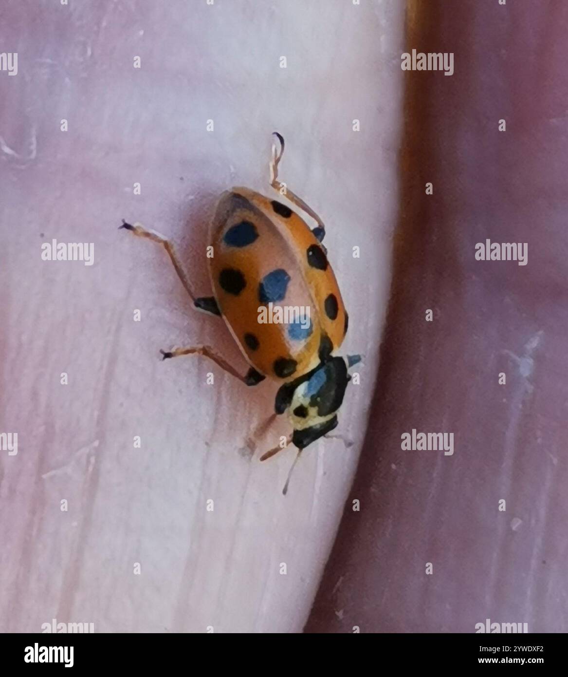Thirteen-spotted Lady Beetle (Hippodamia tredecimpunctata Stock Photo ...