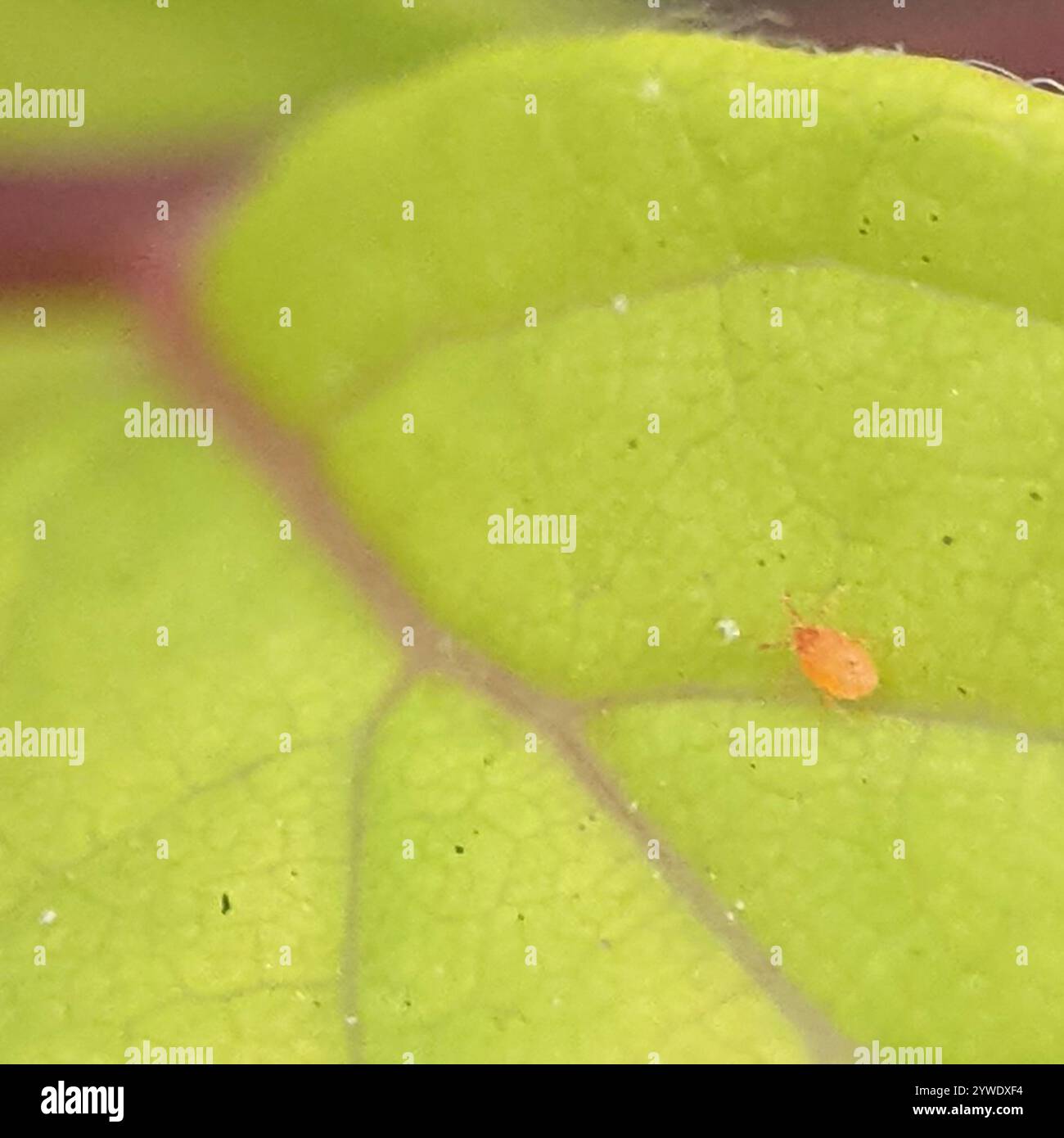 Mites and Ticks (Acari Stock Photo - Alamy