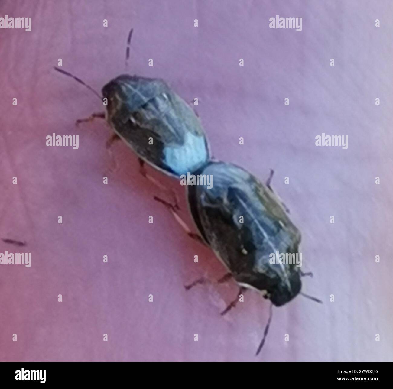 Small Grass Shieldbug (Neottiglossa pusilla Stock Photo - Alamy