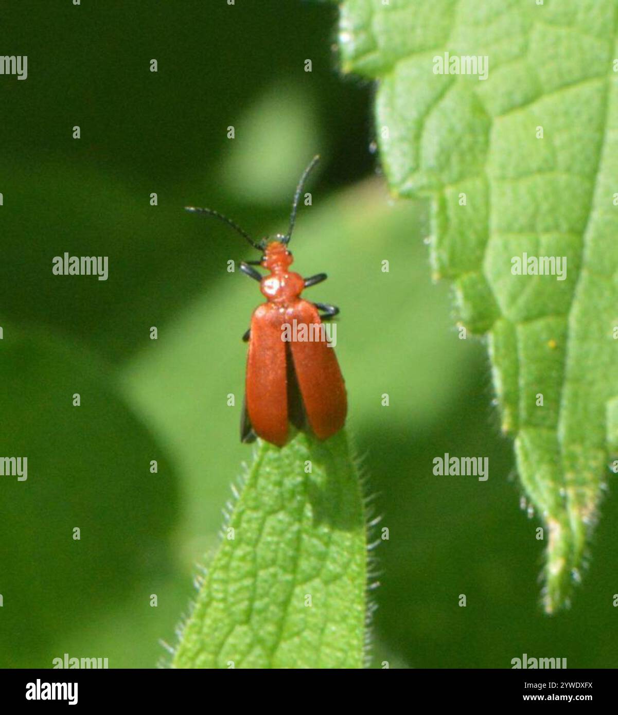 Common Cardinal Beetle (Pyrochroa serraticornis Stock Photo - Alamy