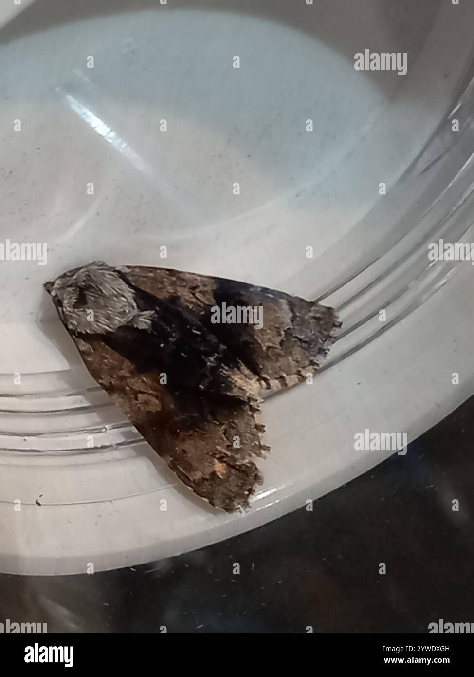 Alder Moth (Acronicta alni Stock Photo - Alamy