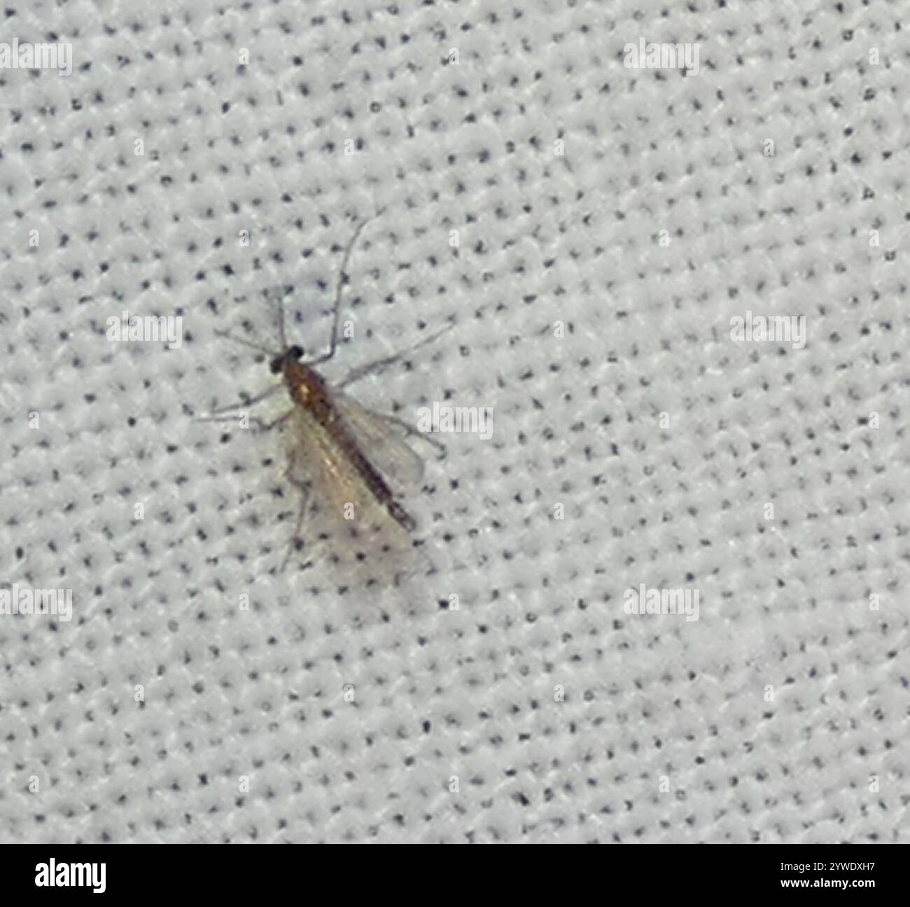 Non-biting Midges (Chironomidae Stock Photo - Alamy