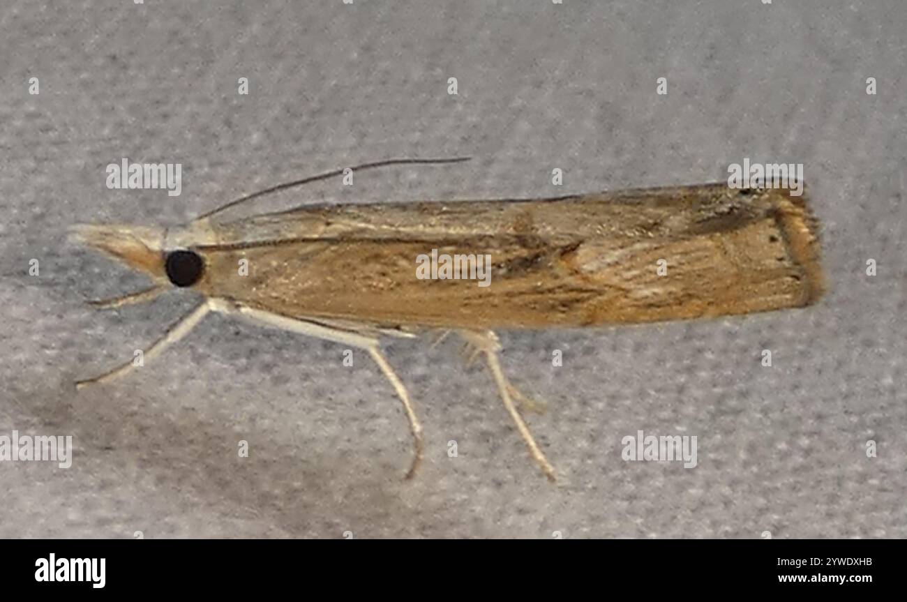 Bluegrass Webworm Moth (Parapediasia teterrellus Stock Photo - Alamy