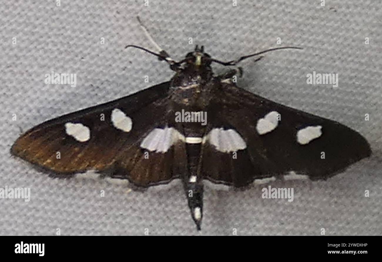 Grape Leaffolder Moth (Desmia funeralis Stock Photo - Alamy