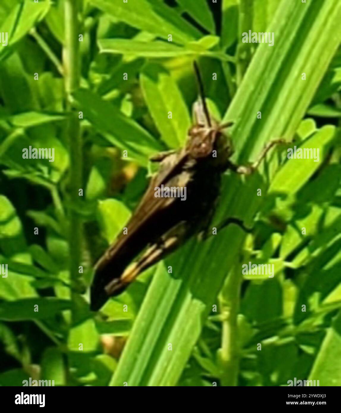 Green-striped Grasshopper (Chortophaga viridifasciata Stock Photo - Alamy