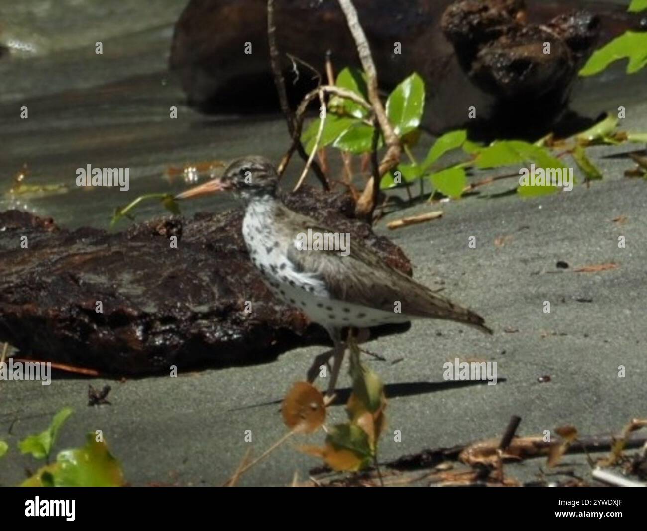 Spotted Sandpiper (Actitis macularius Stock Photo - Alamy