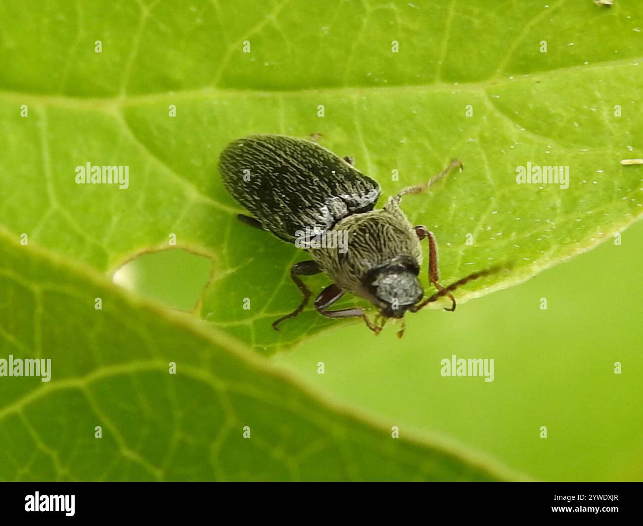 Click Beetles (Elateridae Stock Photo - Alamy