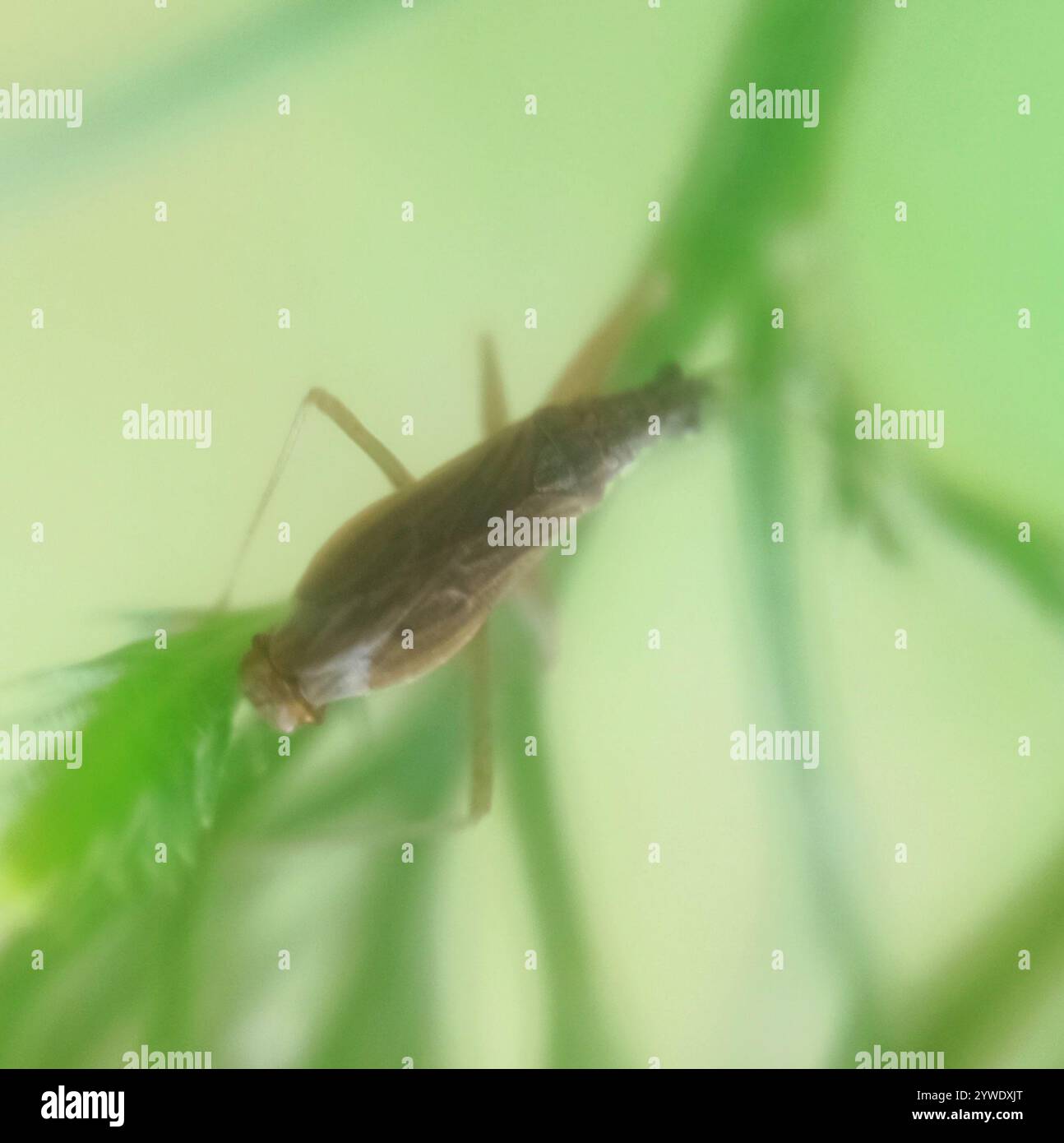 Common Damsel Bug (Nabis rugosus Stock Photo - Alamy