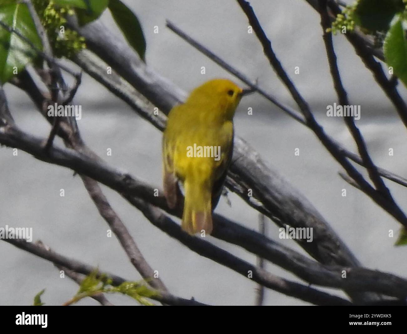 Yellow Warbler (Setophaga petechia Stock Photo - Alamy