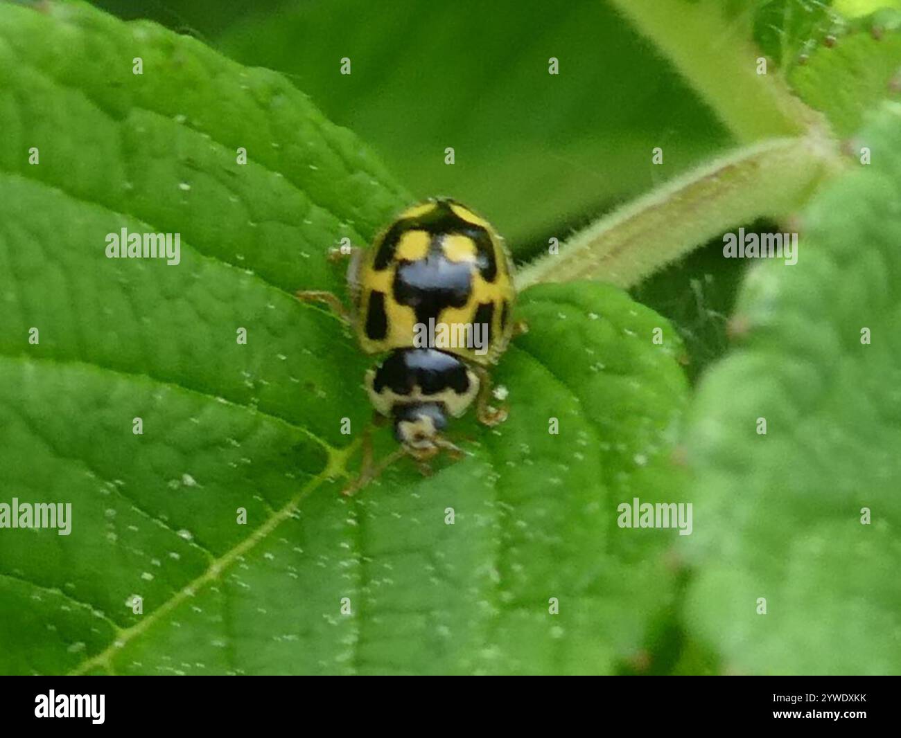 Fourteen-spotted Lady Beetle (Propylea quatuordecimpunctata Stock Photo ...
