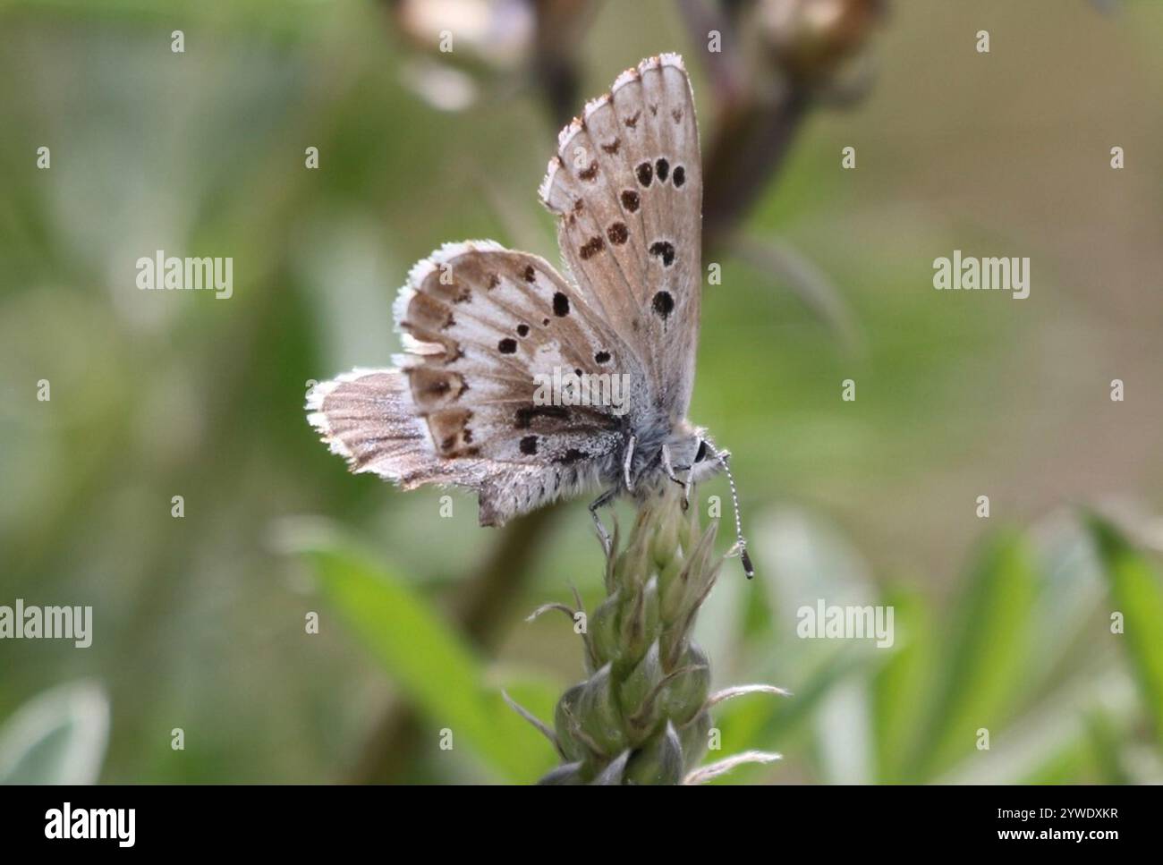 Arrowhead Blue (Glaucopsyche piasus Stock Photo - Alamy