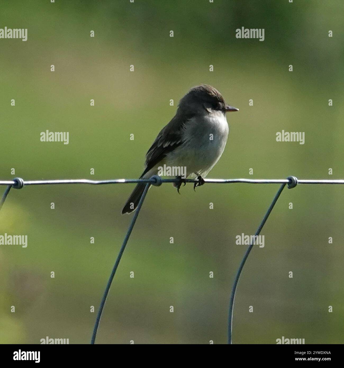 Willow Flycatcher (Empidonax traillii Stock Photo - Alamy