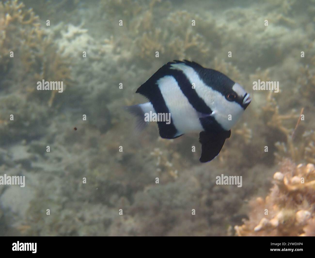 Indian ocean humbug hi-res stock photography and images - Alamy