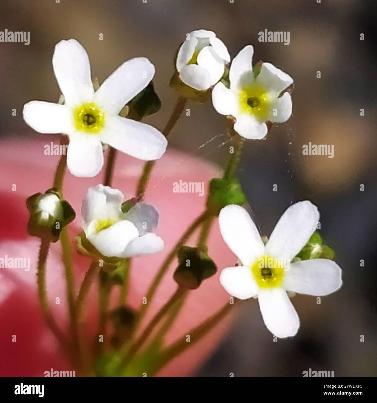 pygmy-flower rock-jasmine (Androsace septentrionalis Stock Photo - Alamy