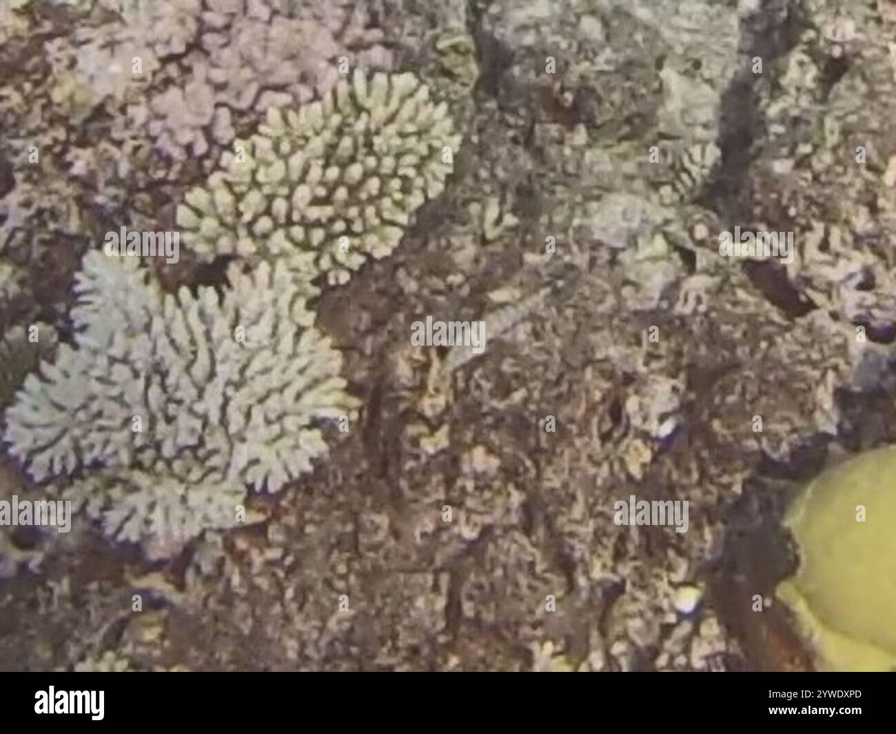 Ray-finned Fishes (Actinopterygii Stock Photo - Alamy