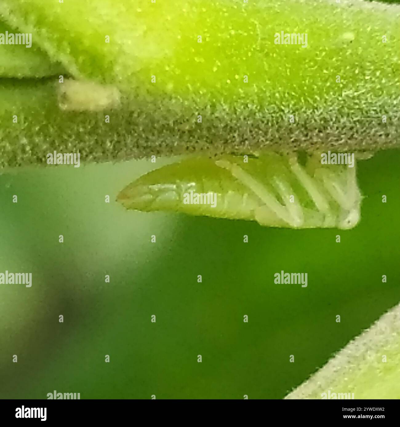 Typical Leafhoppers (Cicadellidae Stock Photo - Alamy