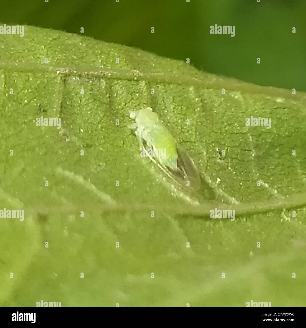jumping plant lice (Psyllidae Stock Photo - Alamy