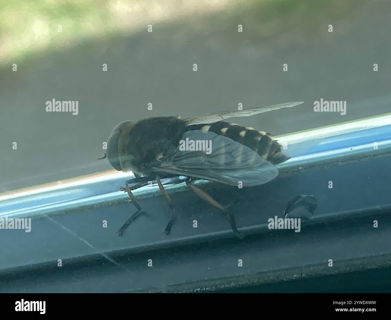Horse and Deer Flies (Tabanidae Stock Photo - Alamy