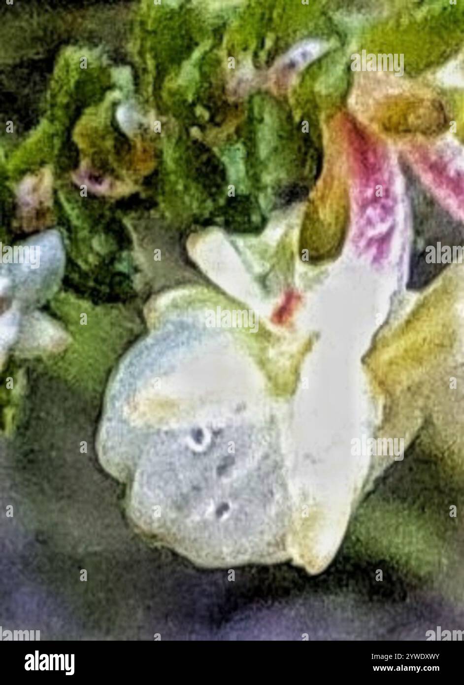 Stunning Heath (Erica formosa Stock Photo - Alamy